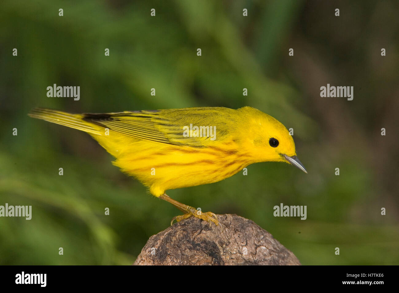 Yellow Warbler (Setophaga petechia) male portrait, Rio Grande Valley ...