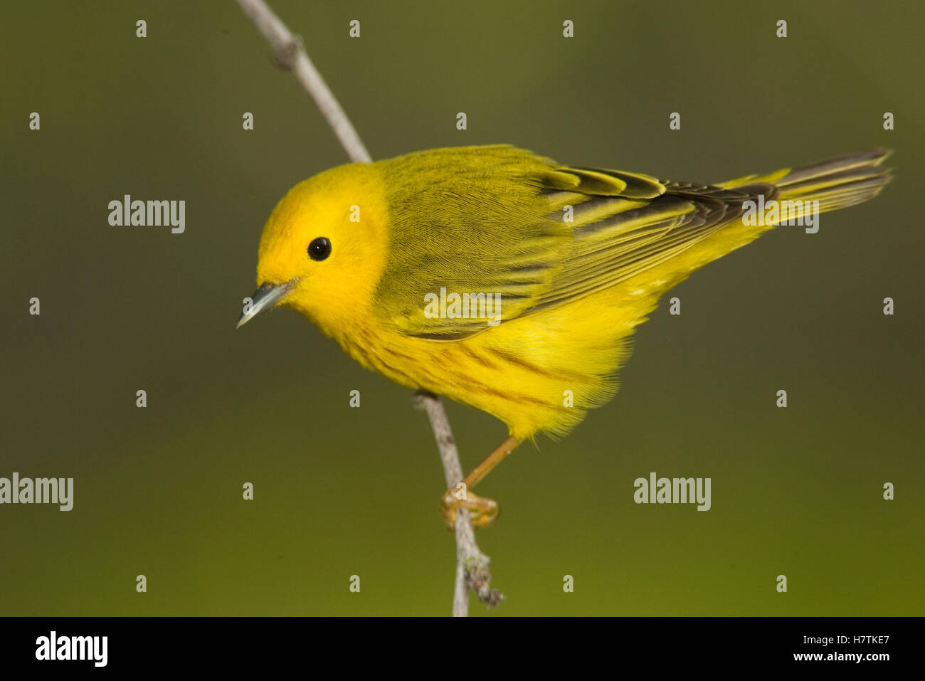 Yellow Warbler (Setophaga petechia) male portrait, Rio Grande Valley ...