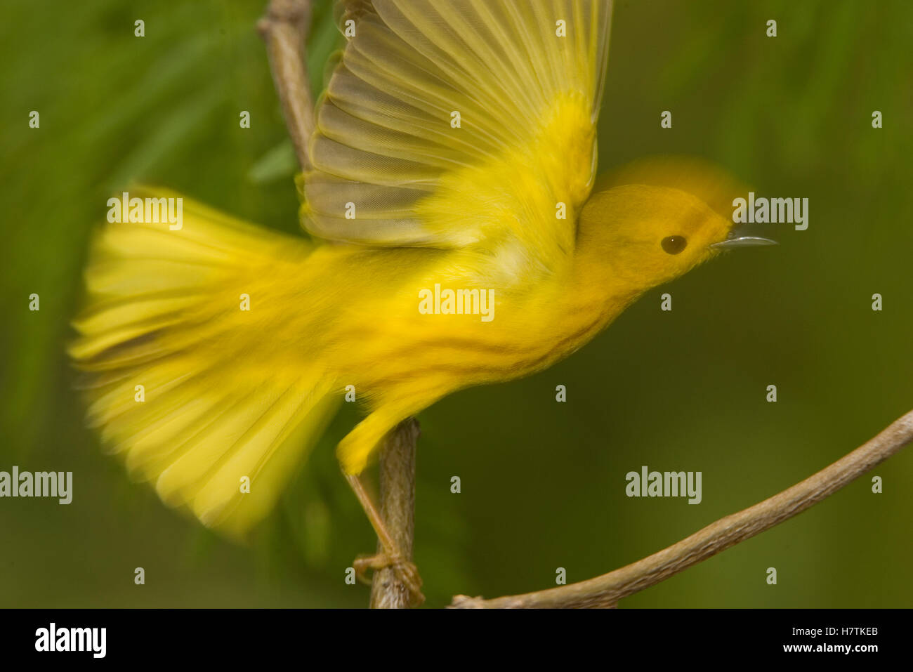 Yellow Warbler (Setophaga petechia) male taking flight, Rio Grande ...