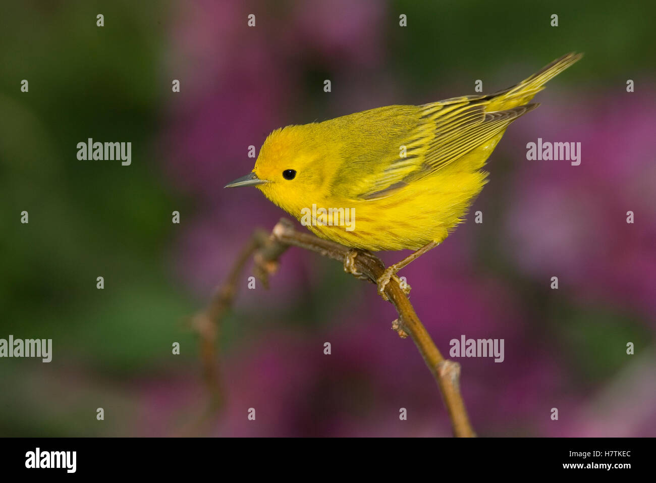 Yellow Warbler (Setophaga petechia) male portrait, Rio Grande Valley ...