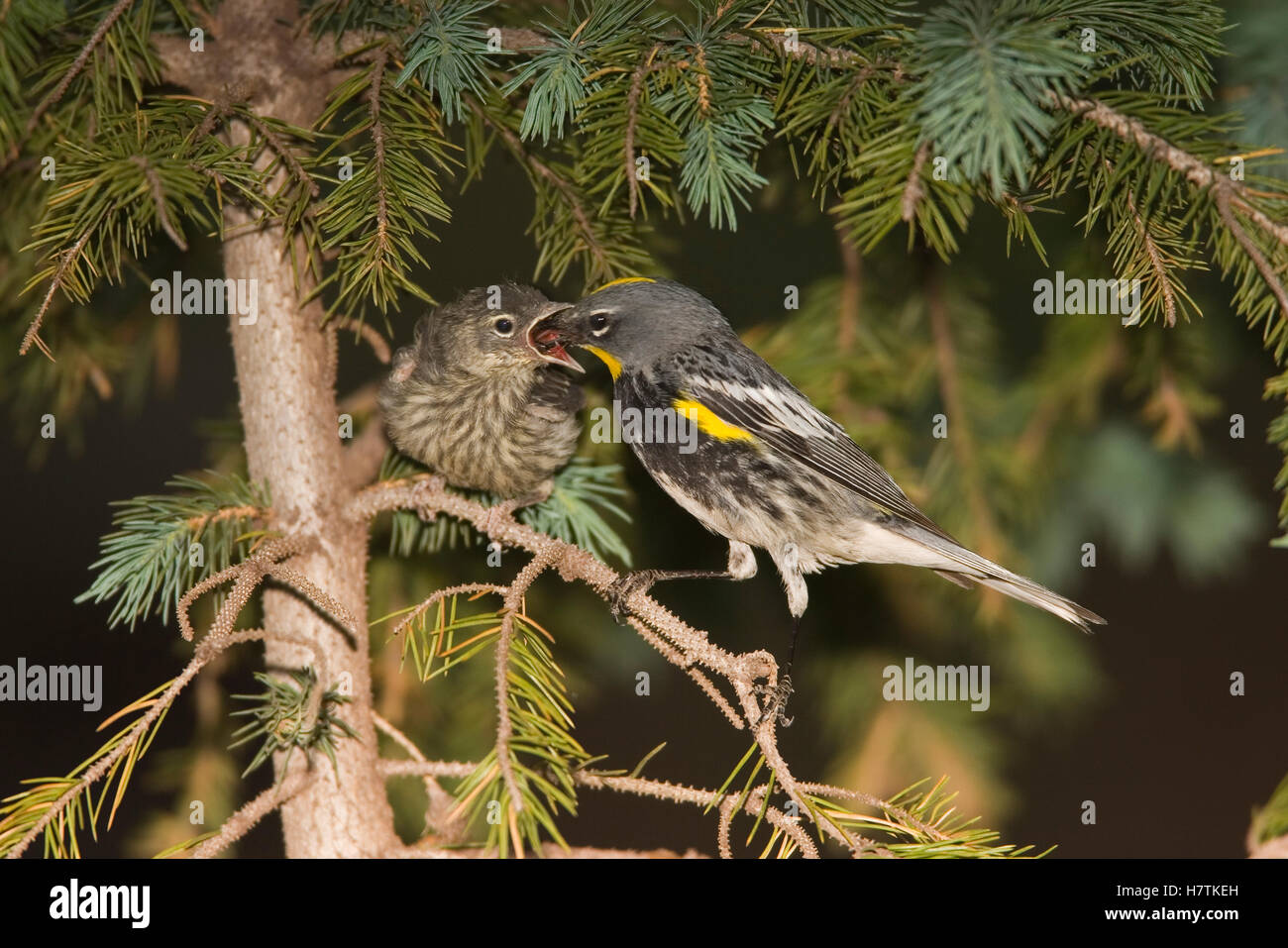 Yellow-rumped Warbler (Setophaga coronata) father feeding chick, White ...