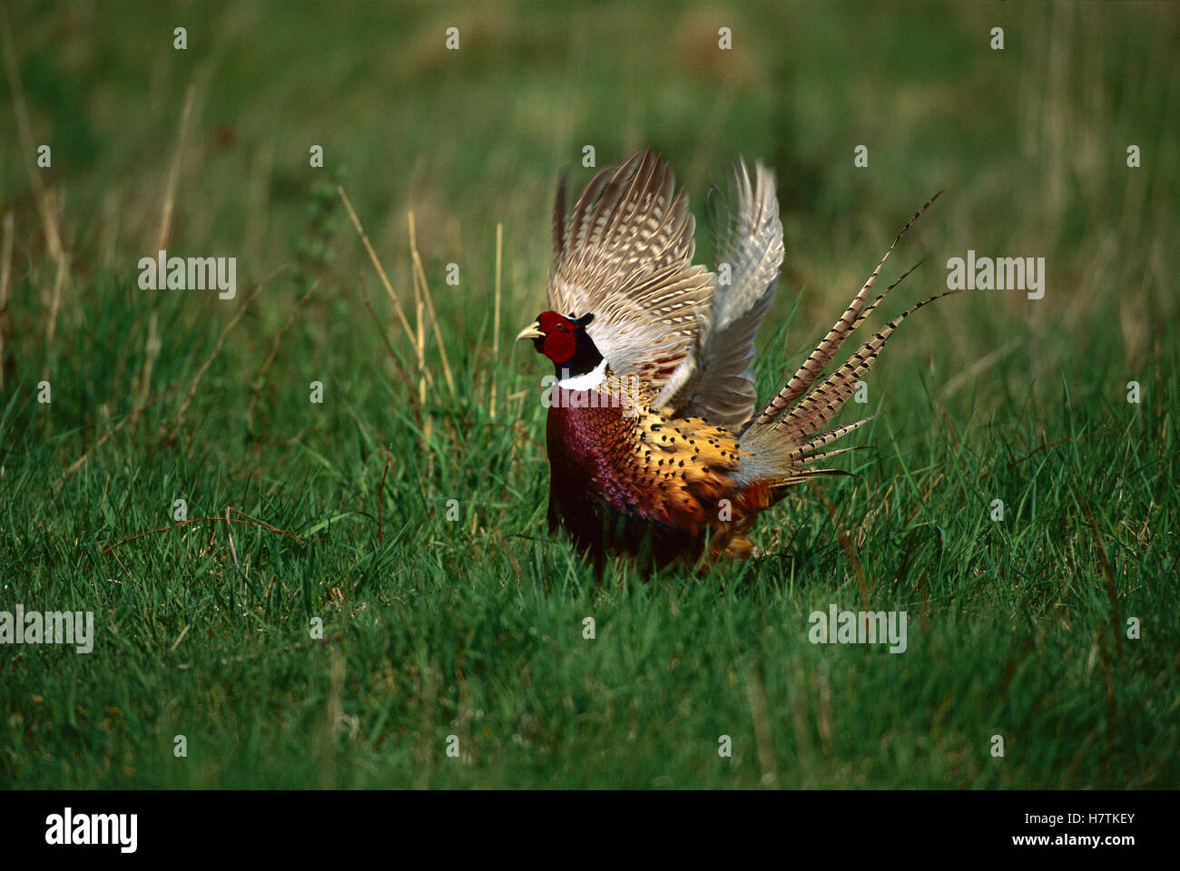 Ring-necked Pheasant (Phasianus colchicus) male displaying, Long Island ...