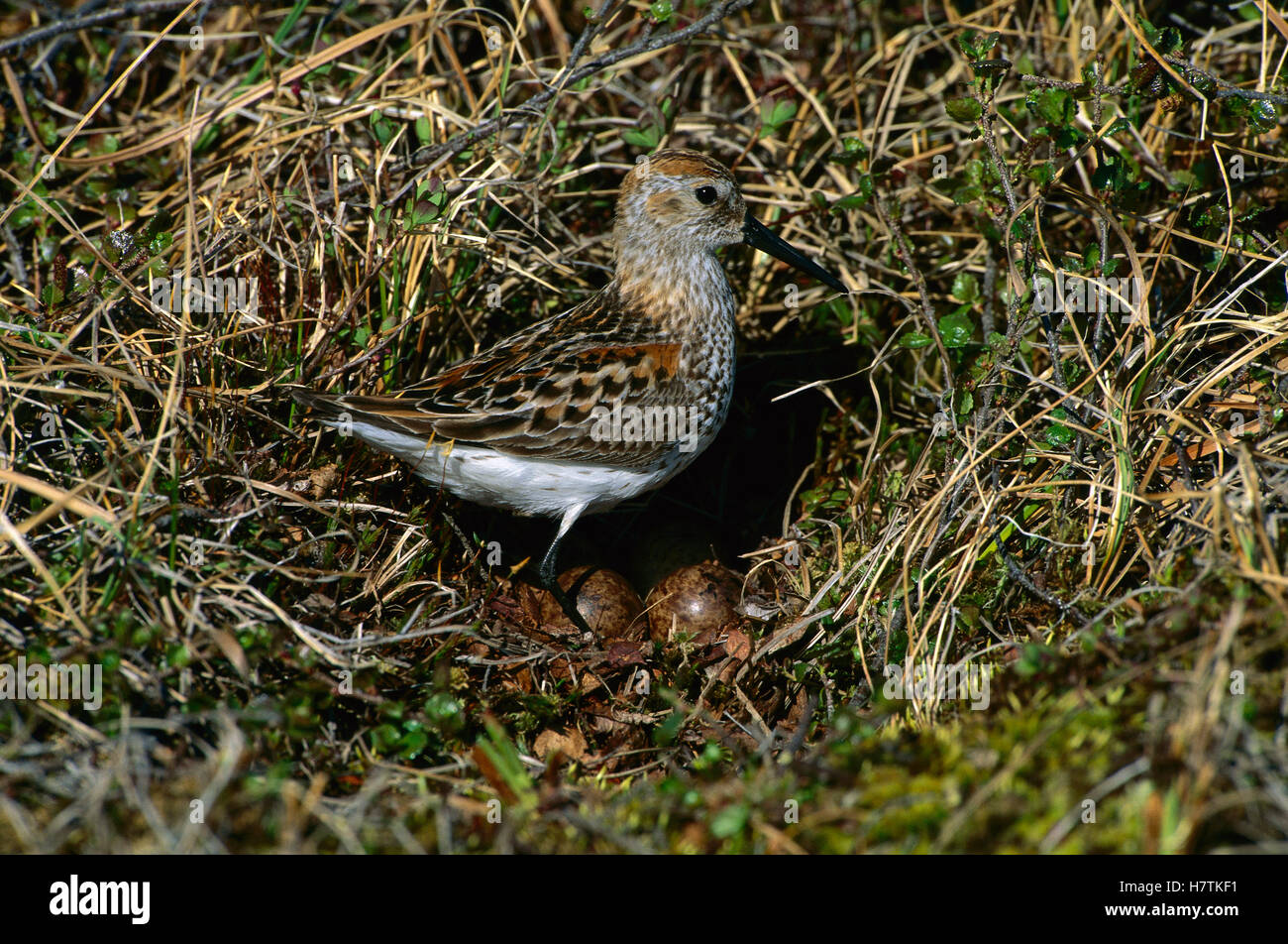 Western Sandpiper (Calidris mauri) on nest with eggs, Nome, Alaska ...