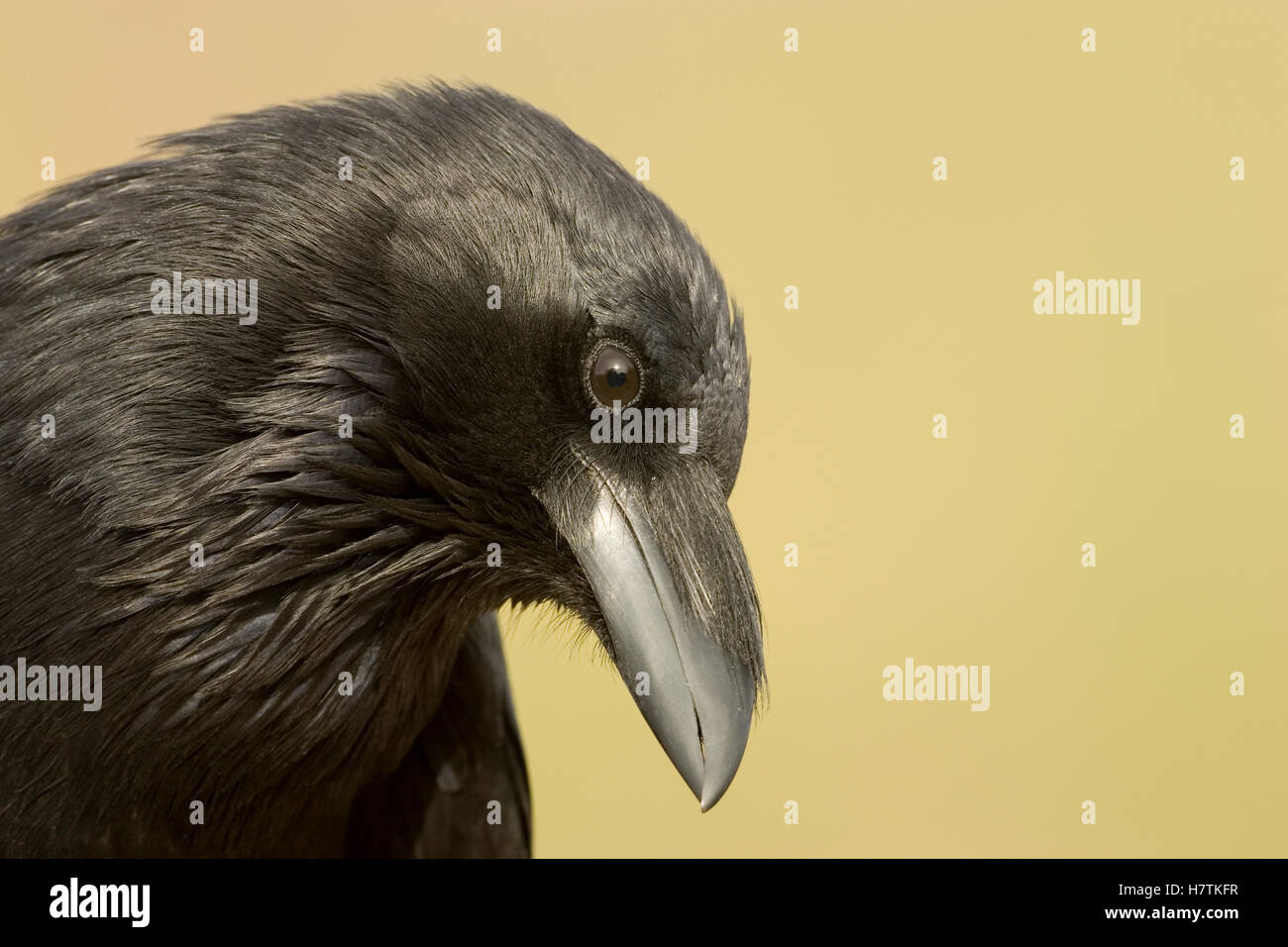 Common Raven (Corvus corax) portrait, Green Valley, Arizona Stock Photo ...