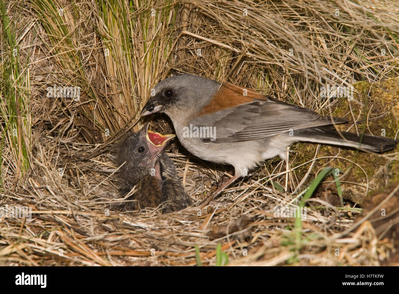 Dark Eyed Junco Junco Hyemalis Parent Feeding Chick At Nest White