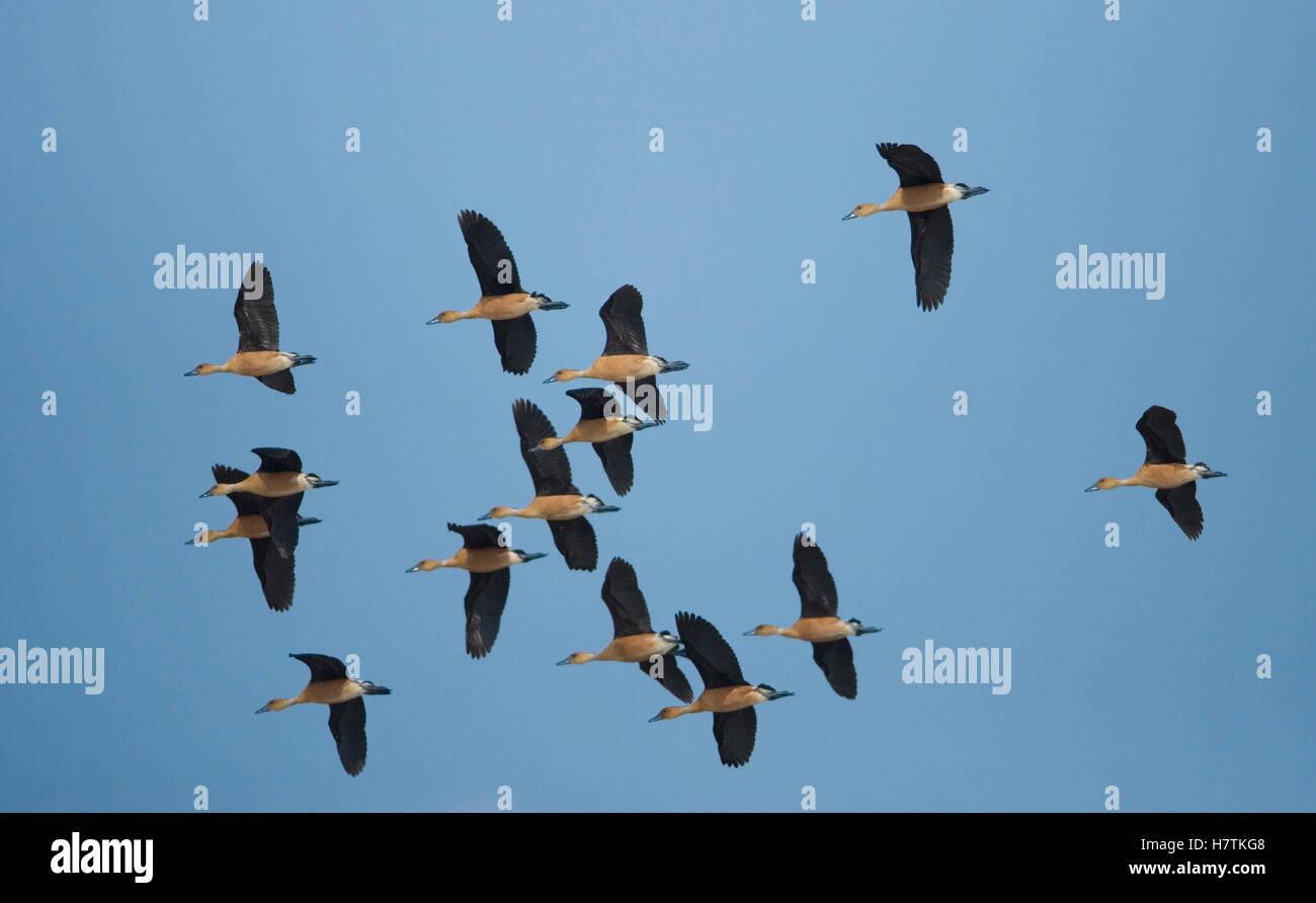 Fulvous Whistling Duck (Dendrocygna bicolor) flock flying, North ...