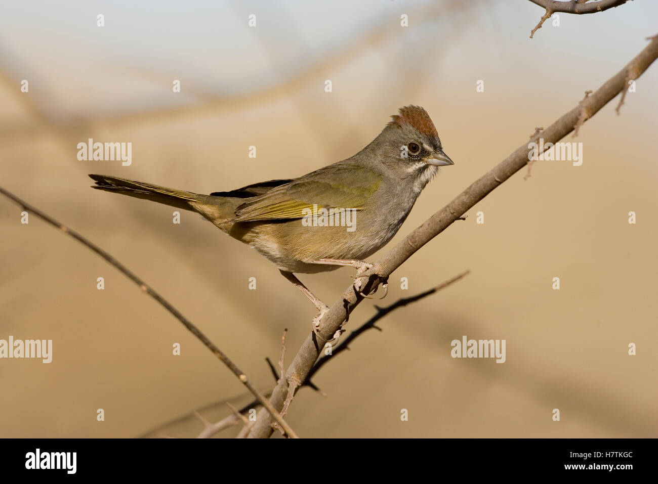 Green-tailed Towhee (Pipilo chlorurus) perching on twig, Green Valley ...