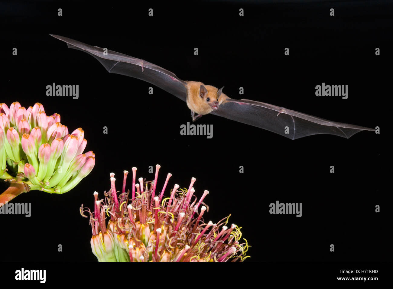 Lesser Long-nosed Bat (Leptonycteris yerbabuenae) flying at night ...
