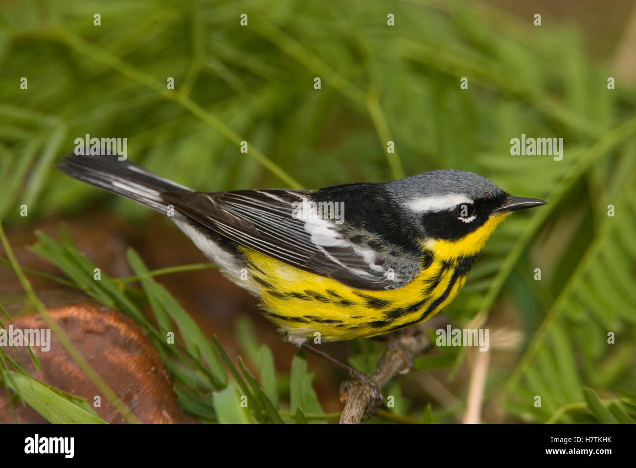 Magnolia Warbler (Setophaga magnolia) male, Rio Grande Valley, Texas ...