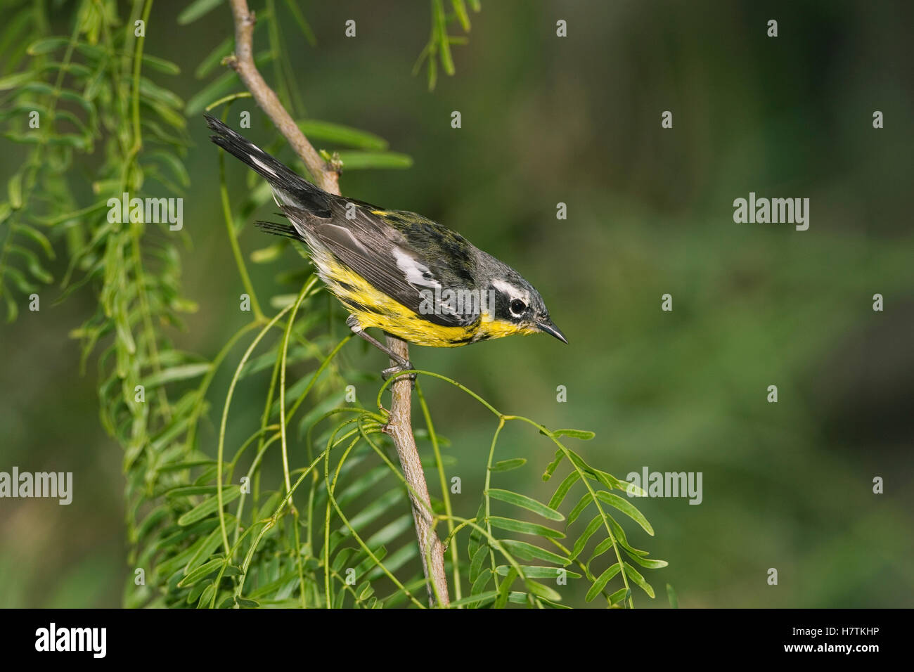 Magnolia Warbler (Setophaga magnolia) male, Rio Grande Valley, Texas ...