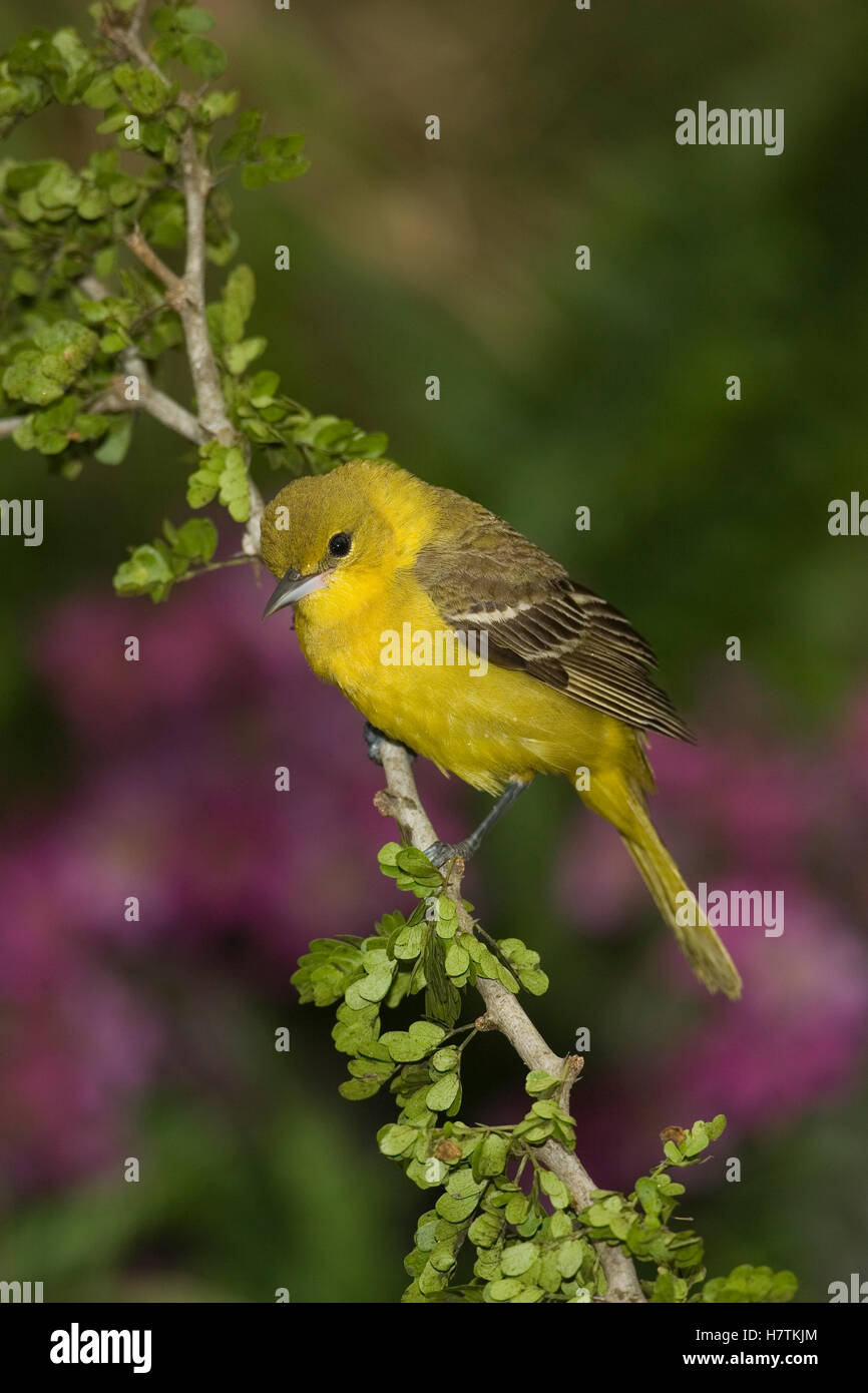 Orchard Oriole (Icterus spurius) female, Rio Grande Valley, Texas Stock ...