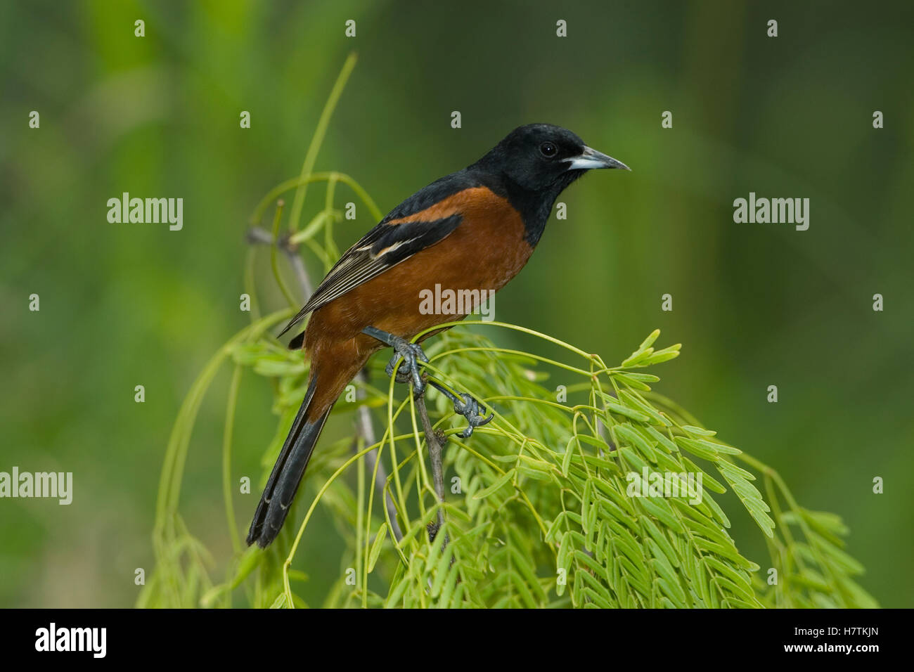 Orchard Oriole (Icterus spurius) male, Rio Grande Valley, Texas Stock ...