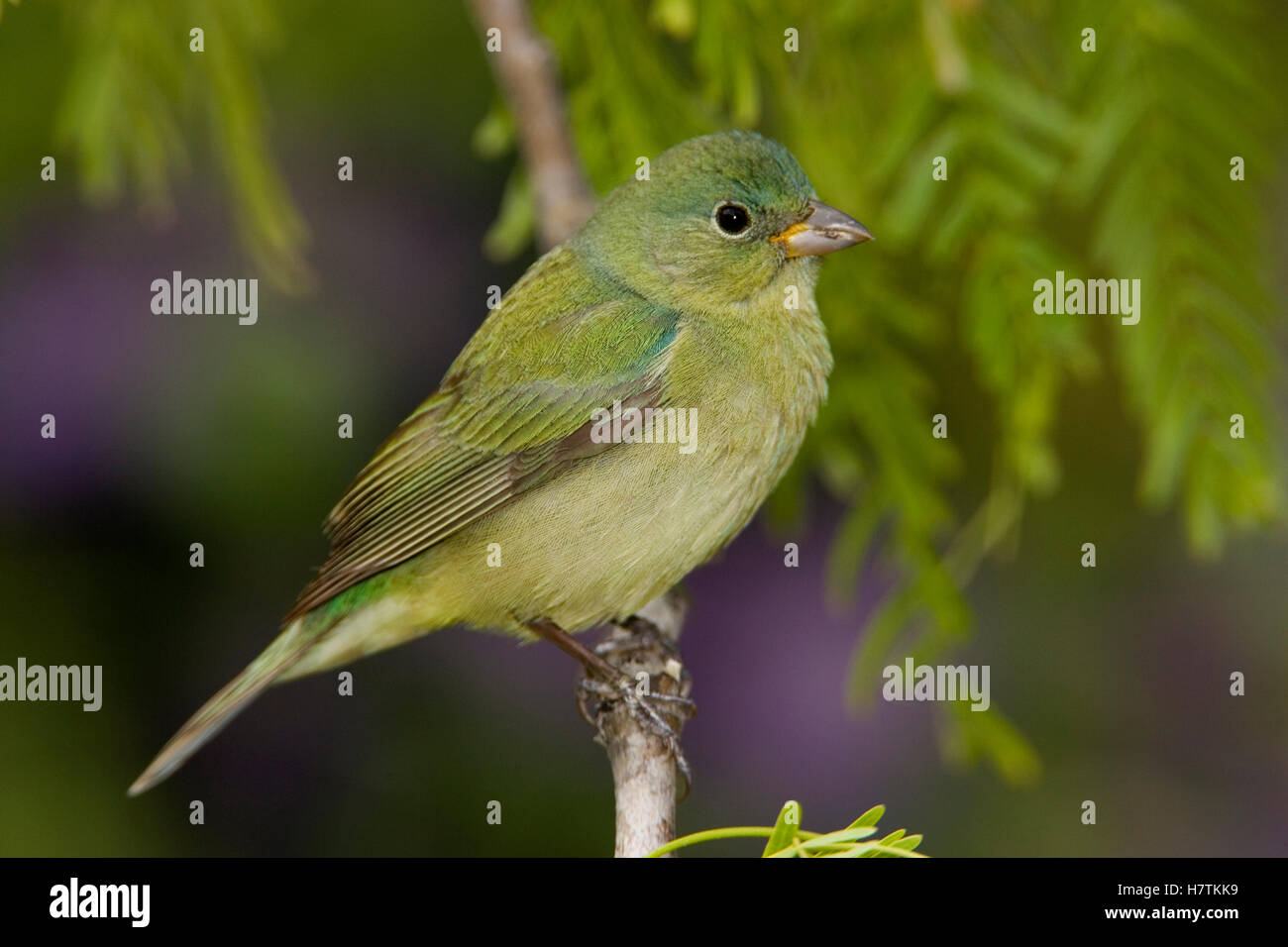 Painted Bunting (Passerina ciris) female, Rio Grande Valley, Texas ...