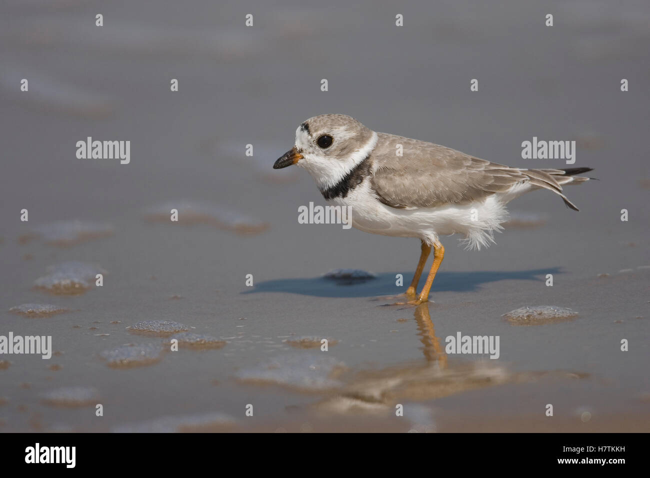 Piping Plover (Charadrius melodus) wading in shallow water, Rio Grande ...