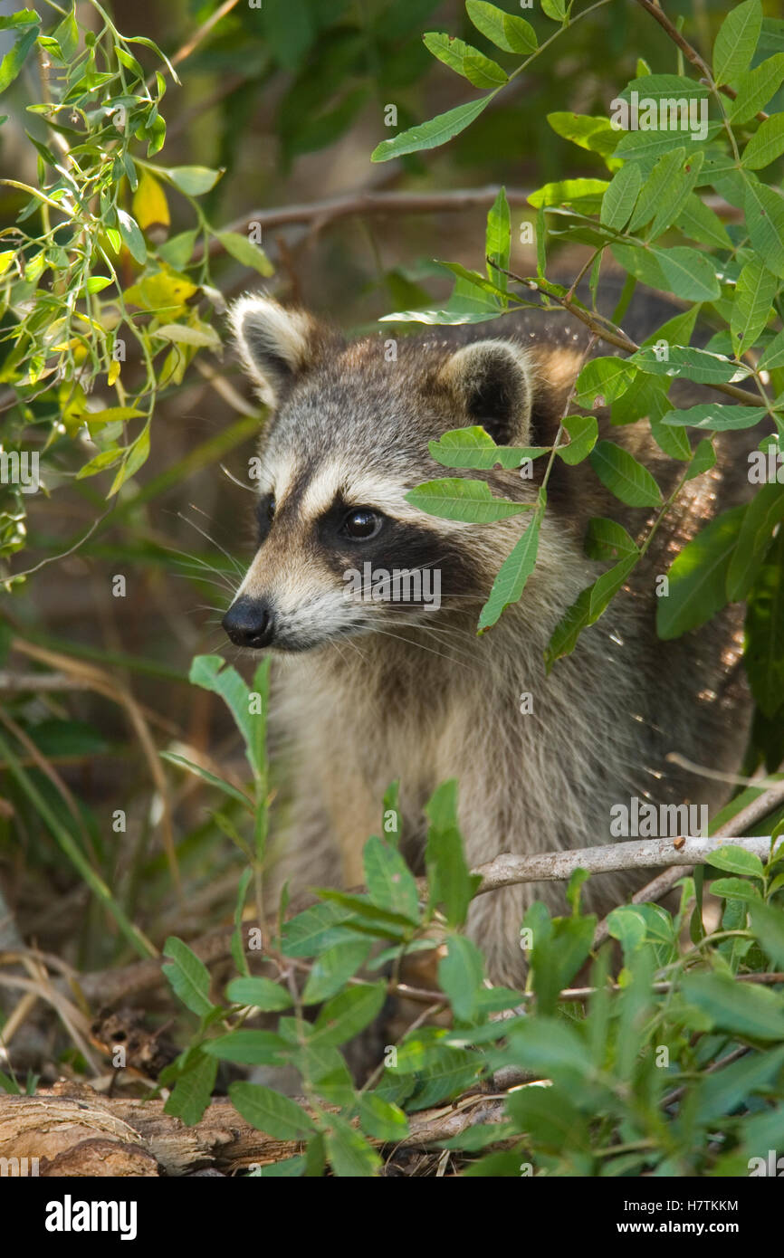 Raccoon (Procyon lotor) individual, Florida Stock Photo - Alamy