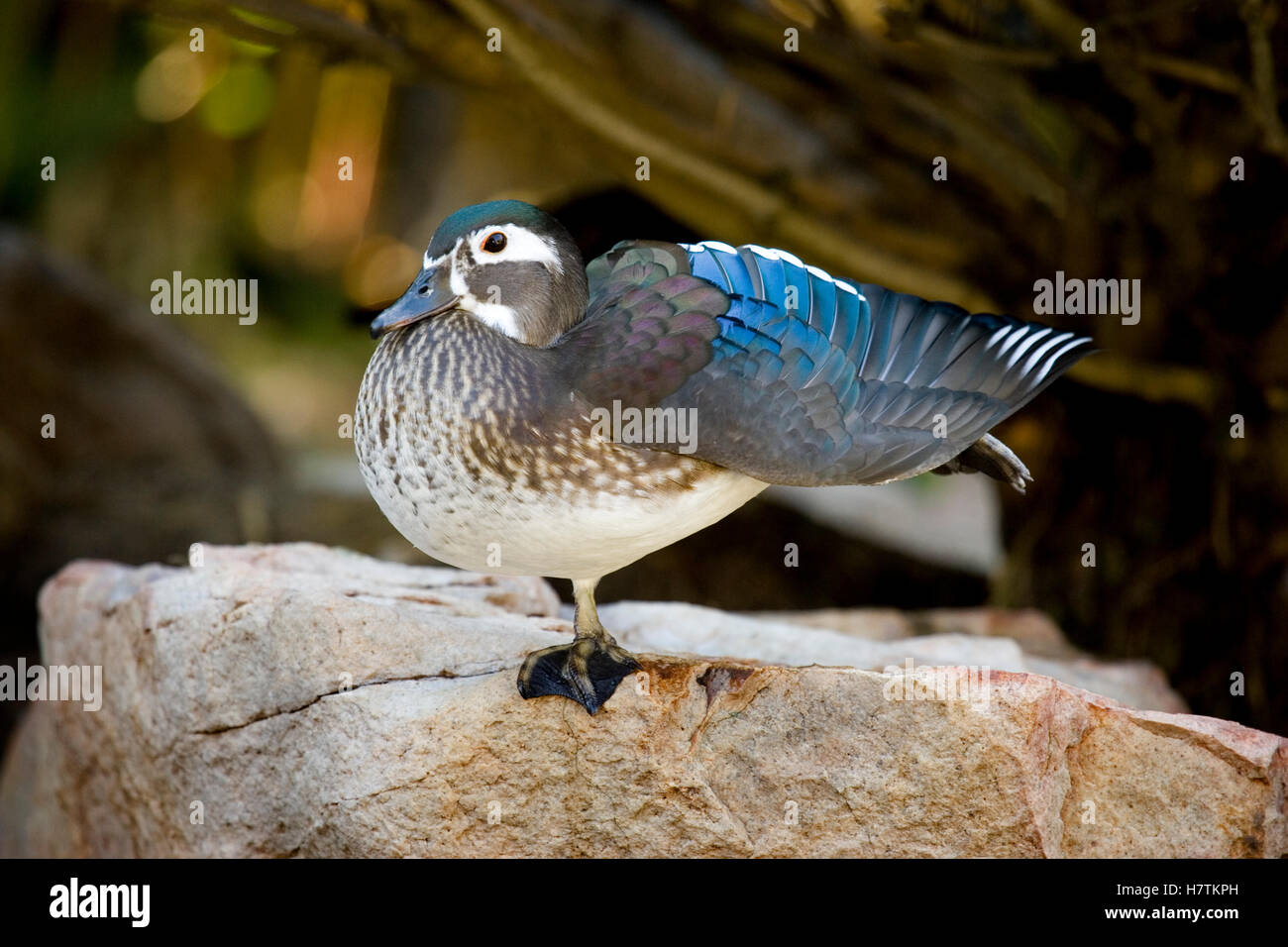 Wood Duck (Aix sponsa) female stretching, North America Stock Photo - Alamy