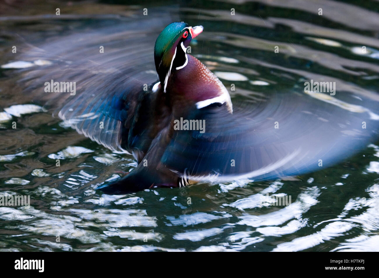 Wood Duck (Aix sponsa) drake flapping wings in water, North America ...