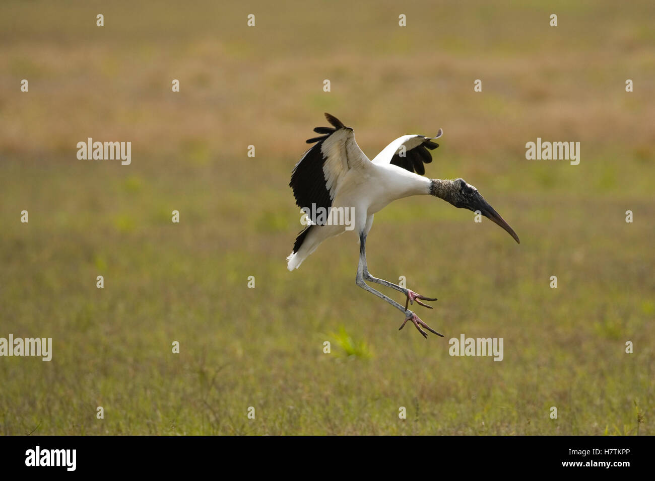 Wood Stork (Mycteria americana) landing in wetland, endangered, Florida ...
