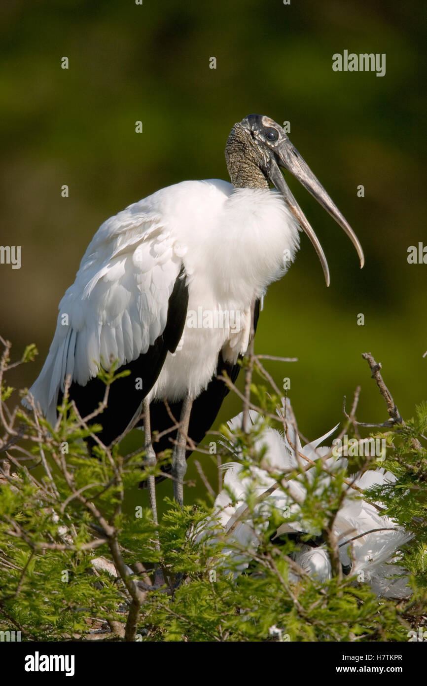 Wood Stork (Mycteria americana) portrait, endangered, Florida Stock ...