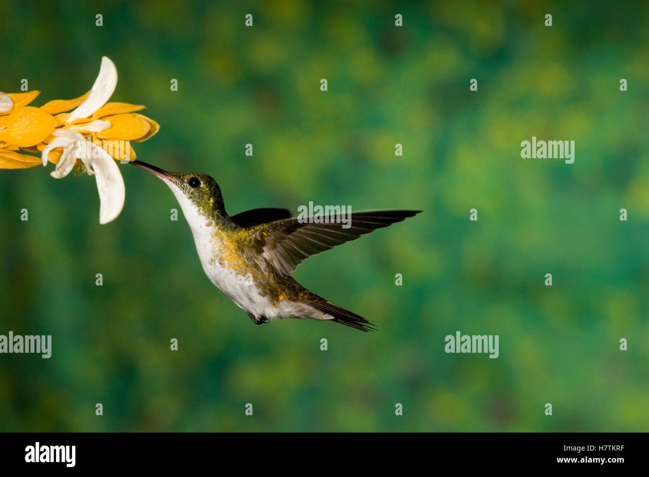 Booted Racket-tail (Ocreatus underwoodii) hummingbird female hovering ...