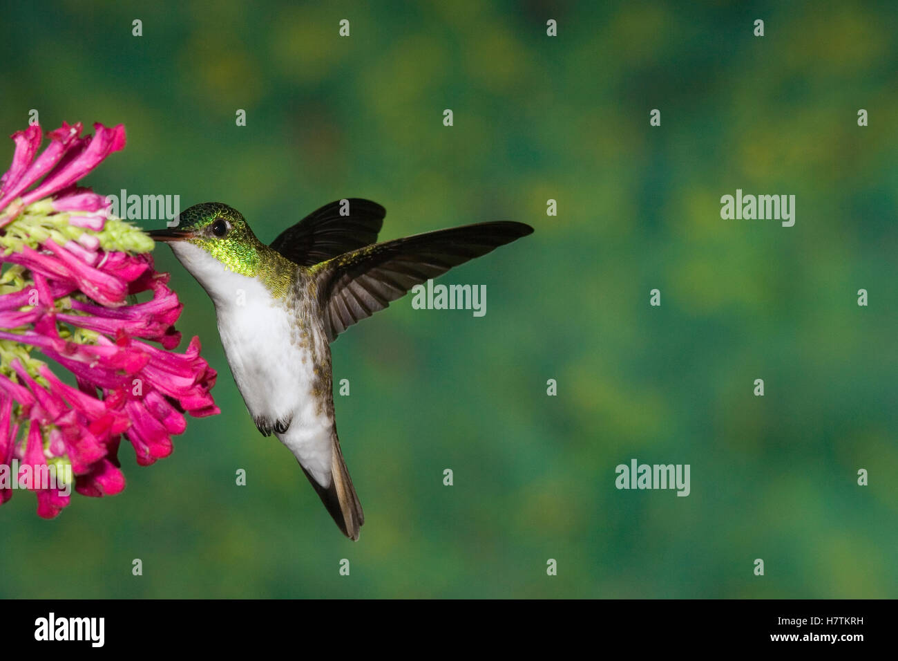 Booted Racket-tail (Ocreatus underwoodii) hummingbird female hovering ...