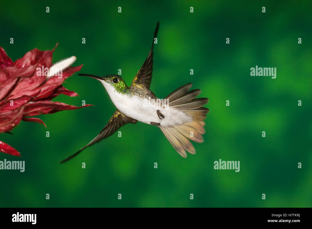 Booted Racket-tail (Ocreatus underwoodii) hummingbird female hovering ...