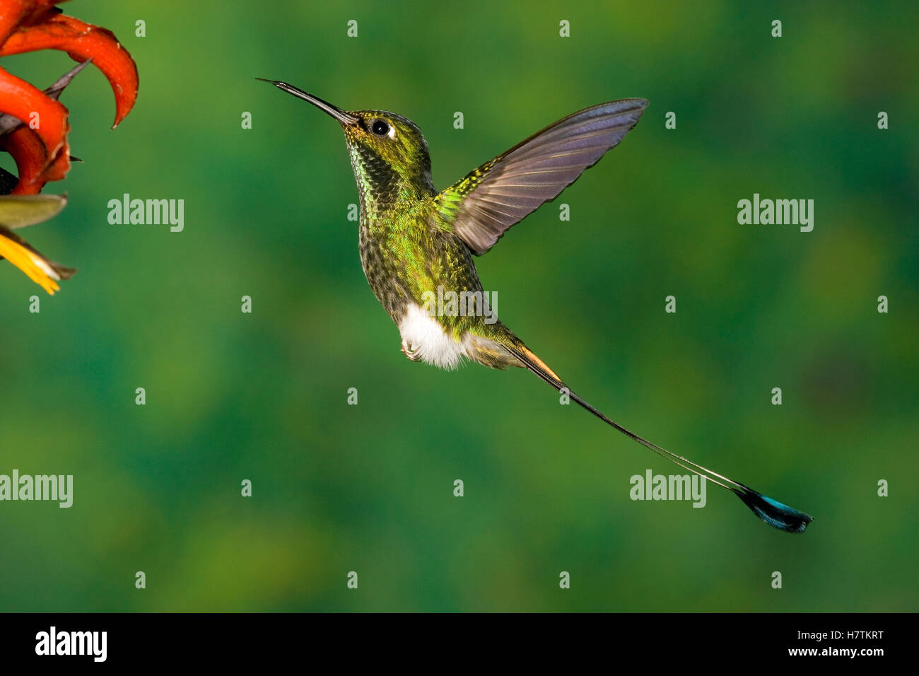 Booted Racket-tail (Ocreatus underwoodii) hummingbird male hovering at ...