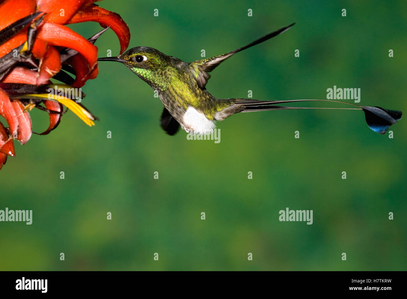 Booted Racket-tail (Ocreatus underwoodii) hummingbird male feeding at ...