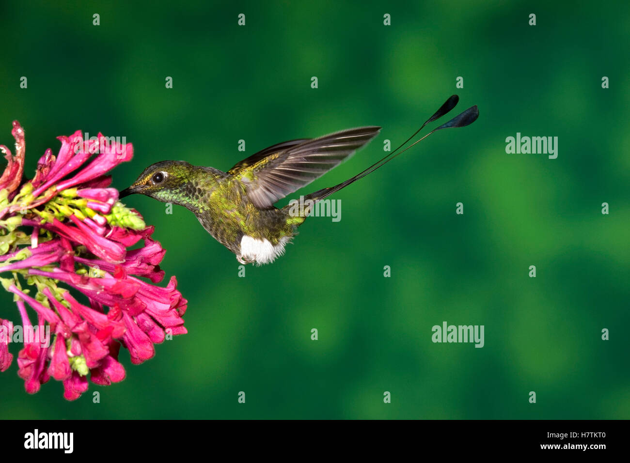 Booted Racket-tail (Ocreatus underwoodii) hummingbird male feeding at ...