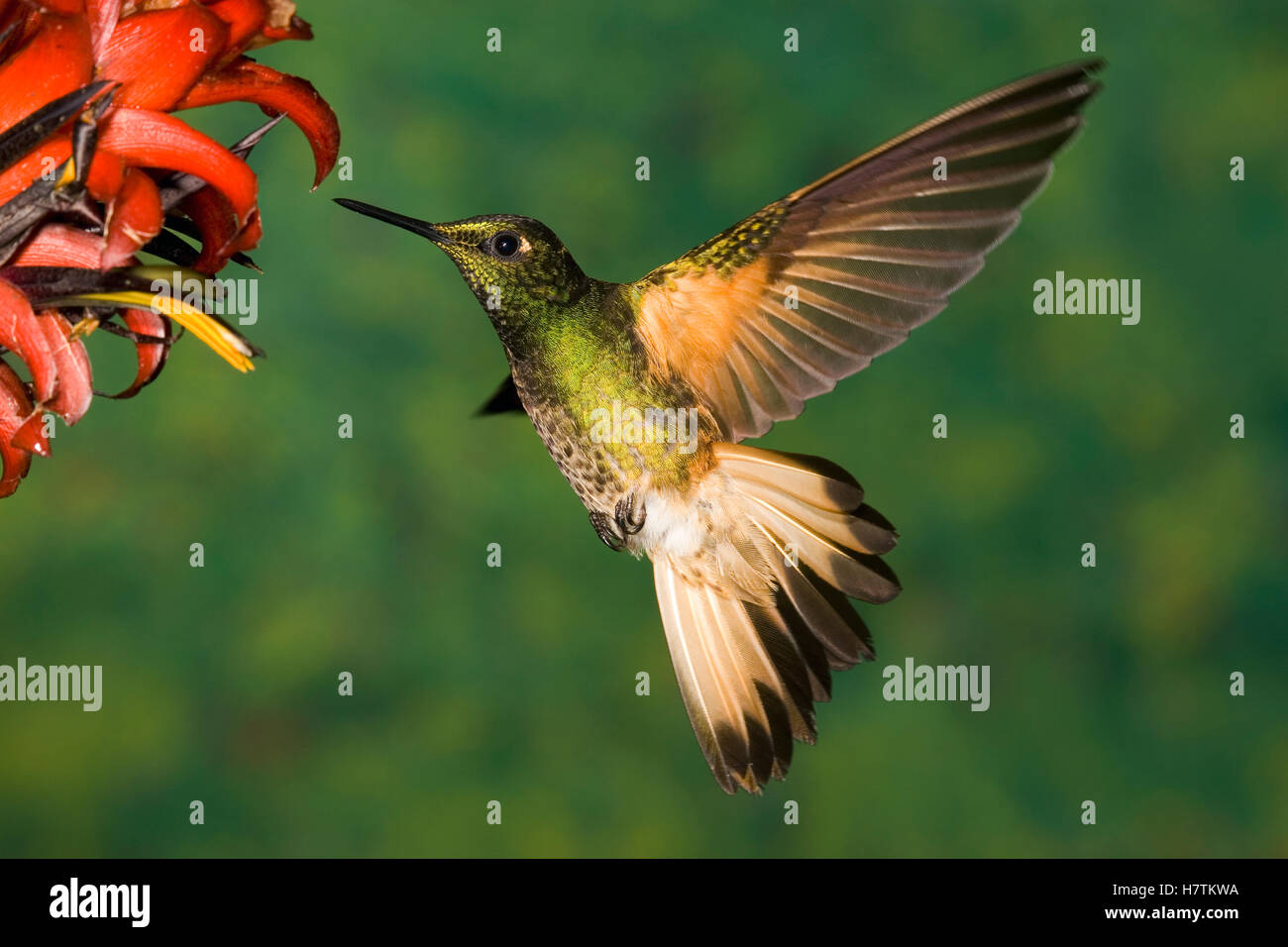 Buff-tailed Coronet (Boissonneaua flavescens) hummingbird feeding on ...