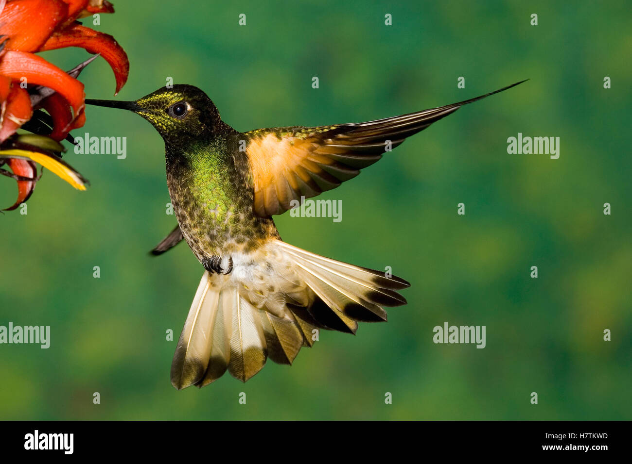 Buff-tailed Coronet (Boissonneaua flavescens) hummingbird feeding on ...