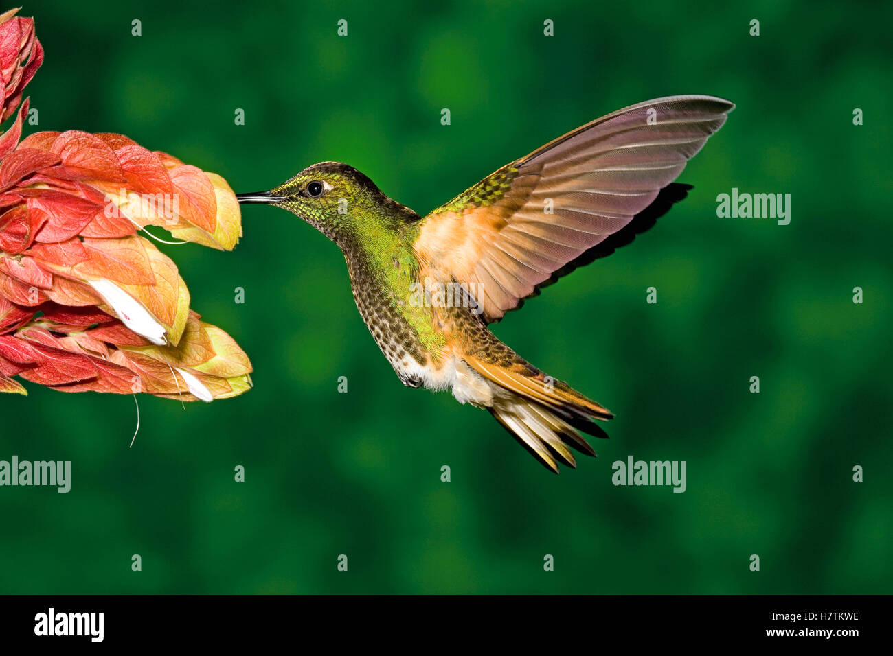 Buff-tailed Coronet (Boissonneaua flavescens) hummingbird feeding on ...