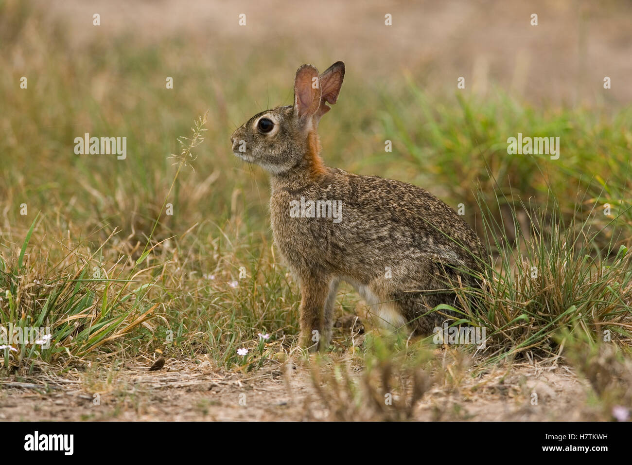 Eastern Cottontail Rabbit (Sylvilagus floridanus), Texas Stock Photo ...