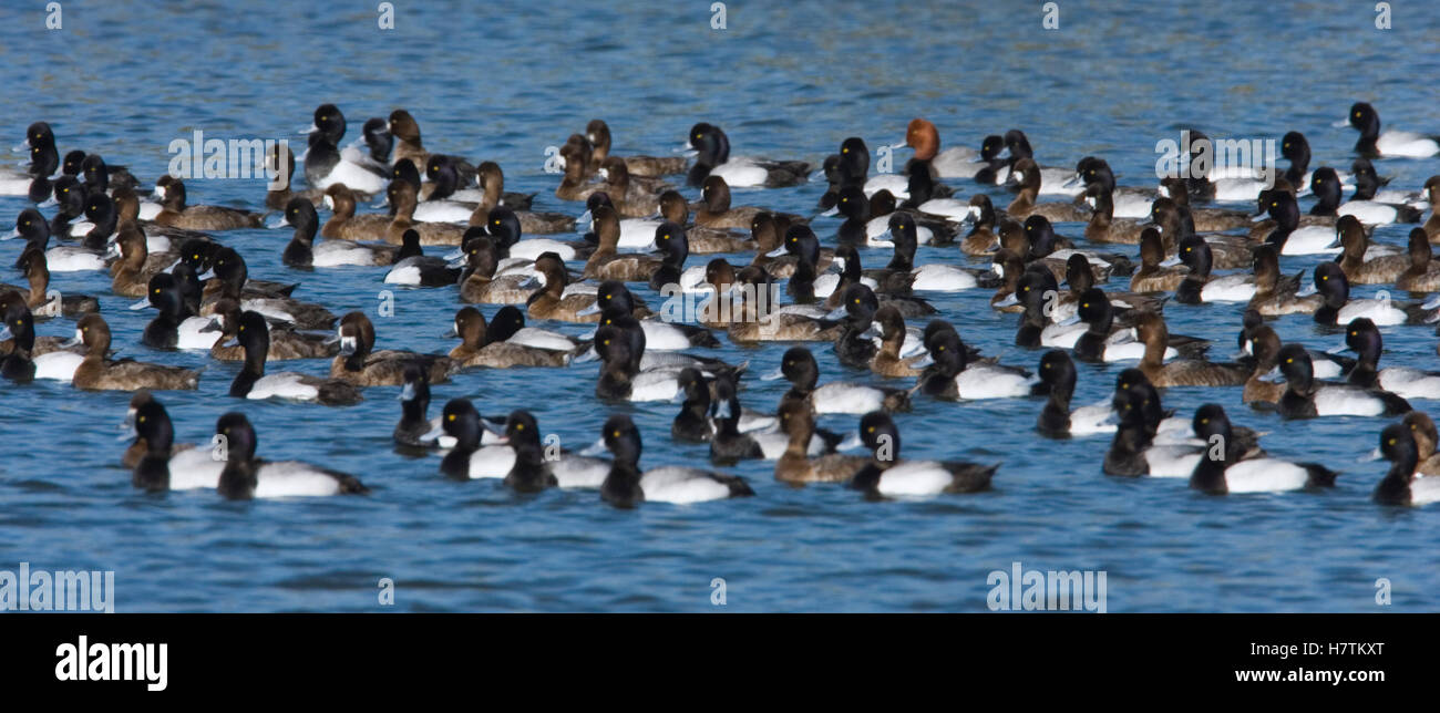 Lesser Scaup (Aythya affinis) flock on lake, North America Stock Photo ...