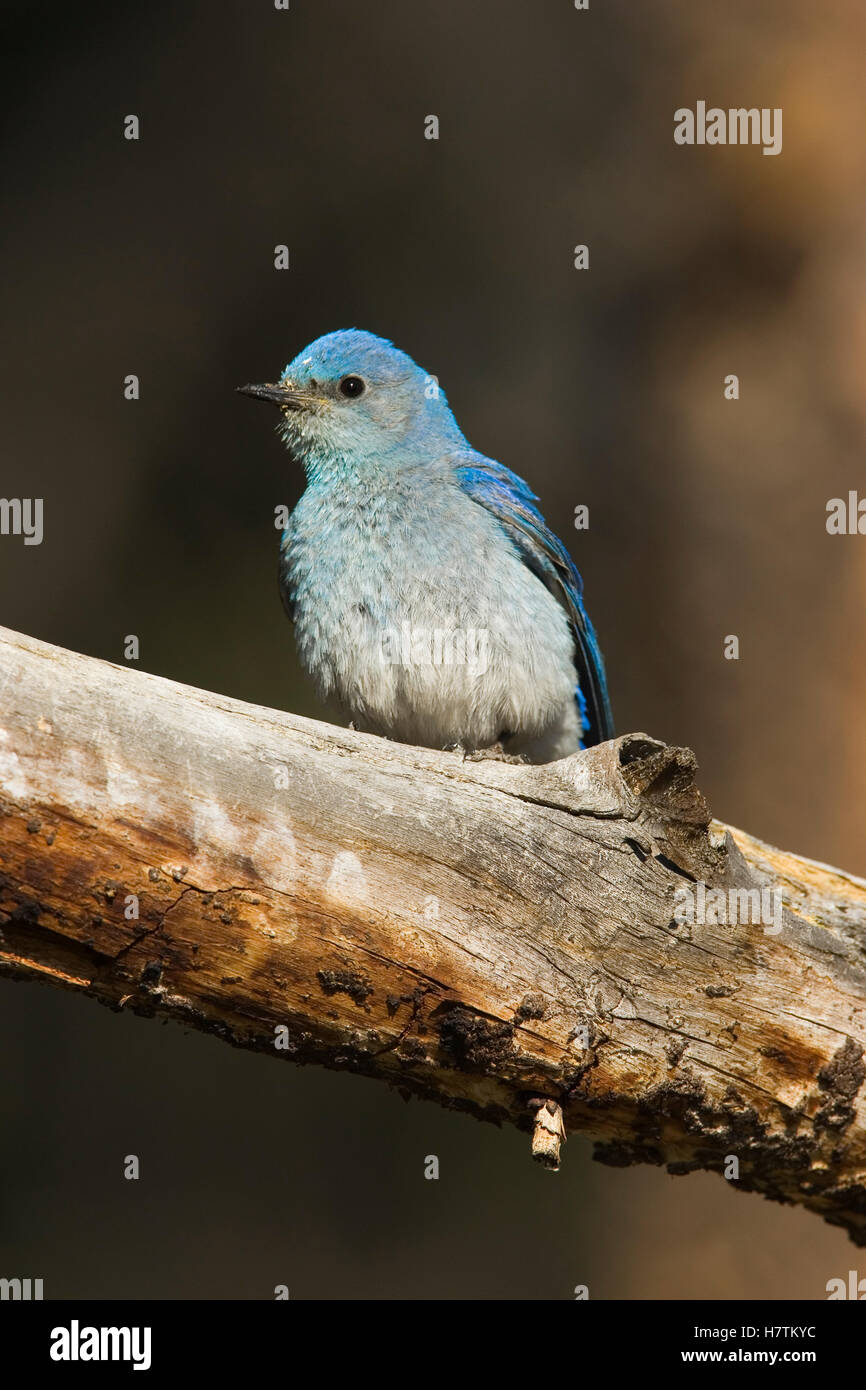 Mountain Bluebird (Sialia currucoides), White Mountains, Arizona Stock ...