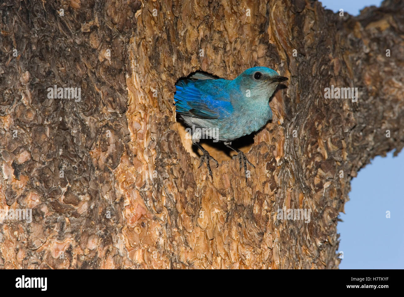 Mountain Bluebird (Sialia currucoides) adult at nest entrance, White ...