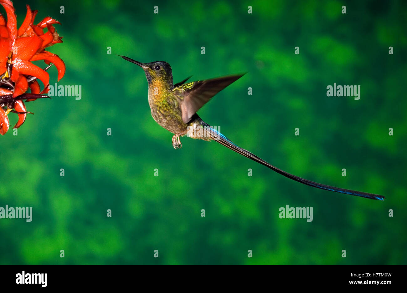 Violet-tailed Sylph (Aglaiocercus coelestis) hummingbird visiting ...