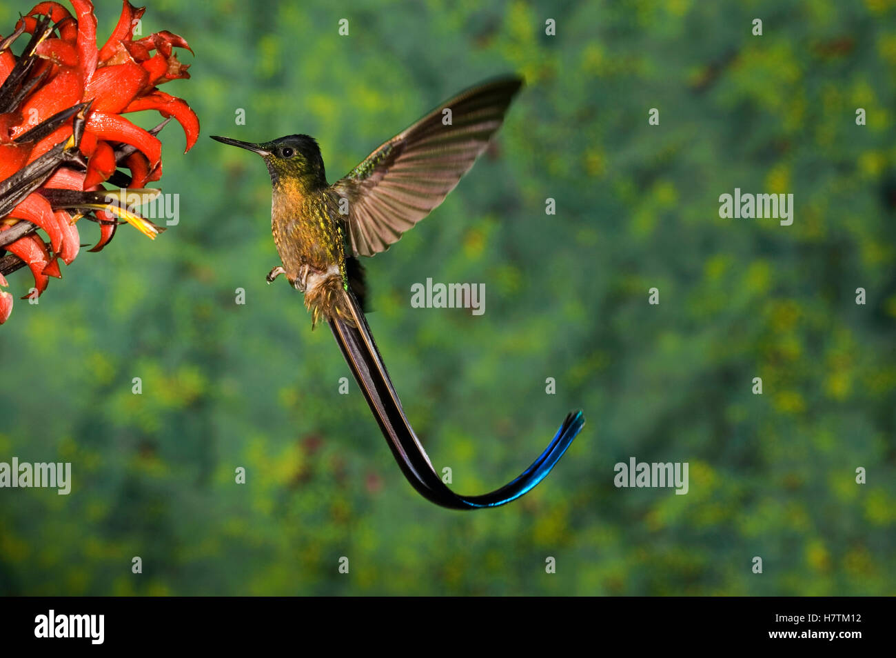 Violet-tailed Sylph (Aglaiocercus coelestis) hummingbird visiting ...