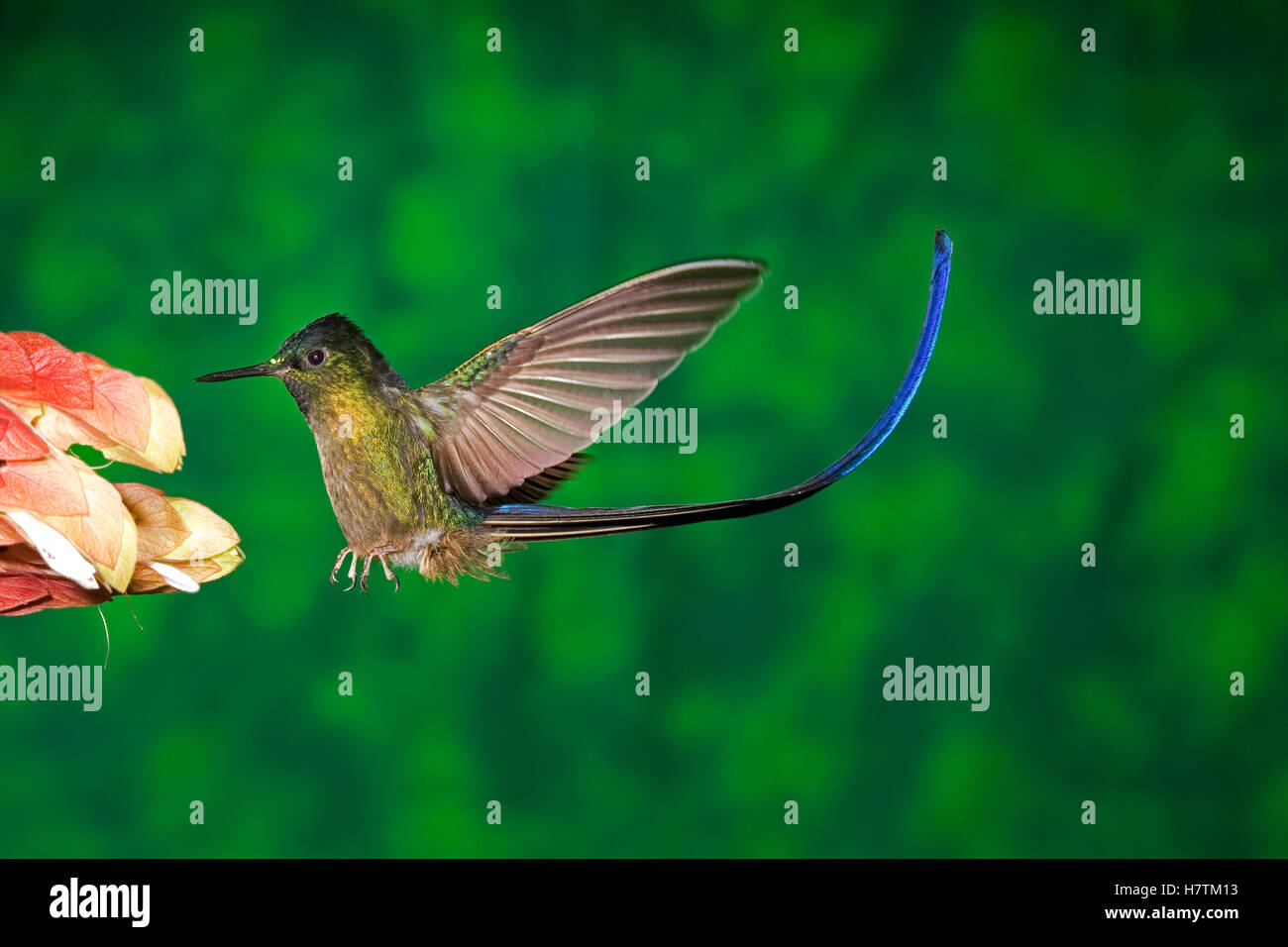 Violet-tailed Sylph (Aglaiocercus coelestis) hummingbird visiting ...