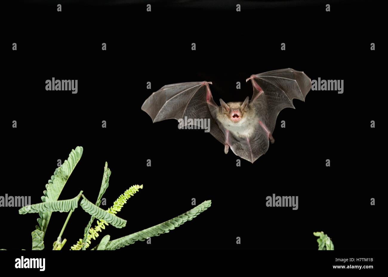 Cave Myotis (Myotis velifer) a nectar feeding bat Stock Photo - Alamy