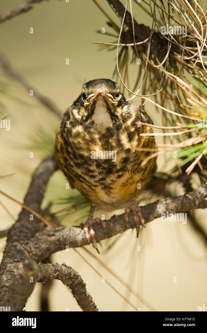 American Robin (Turdus migratorius) juvenile, White Mountains, Arizona ...