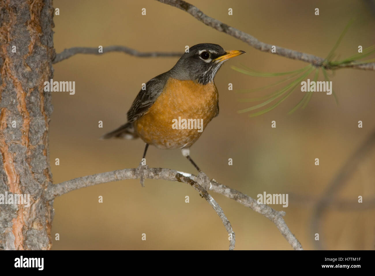 American Robin (Turdus migratorius) portrait, White Mountains, Arizona ...