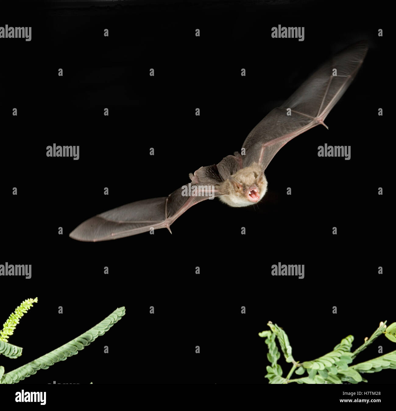 Cave Myotis (Myotis velifer) a nectar feeding bat Stock Photo - Alamy