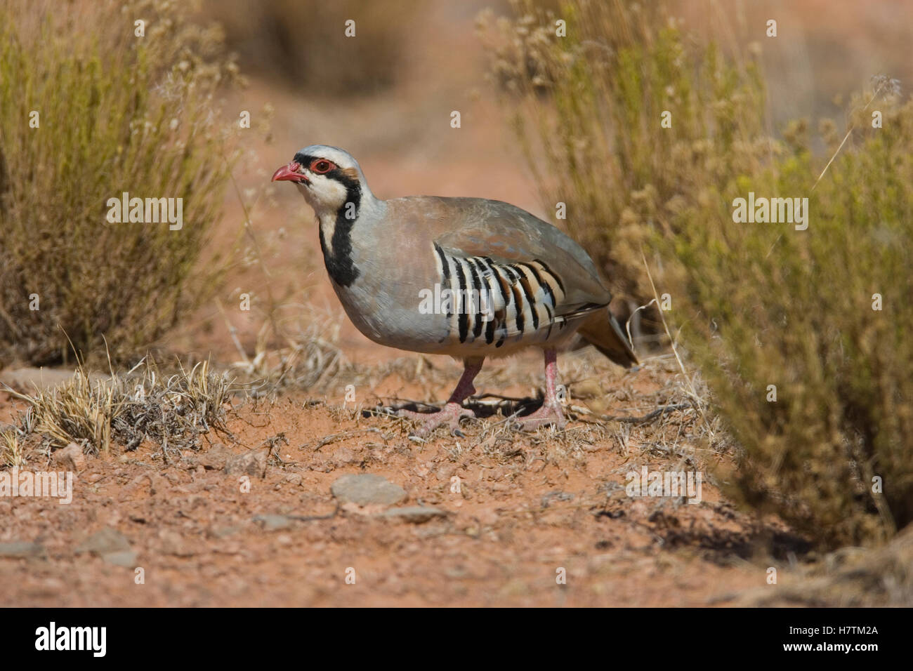 Chukar (Alectoris chukar) portrait, Monument Valley, Utah and Arizona ...