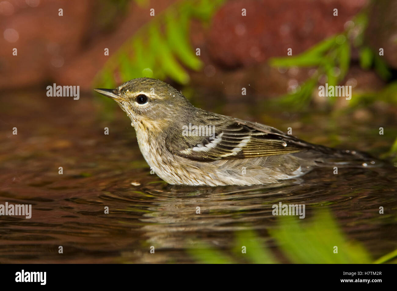 Blackpoll Warbler (Setophaga striata) female bathing, Rio Grande Valley ...