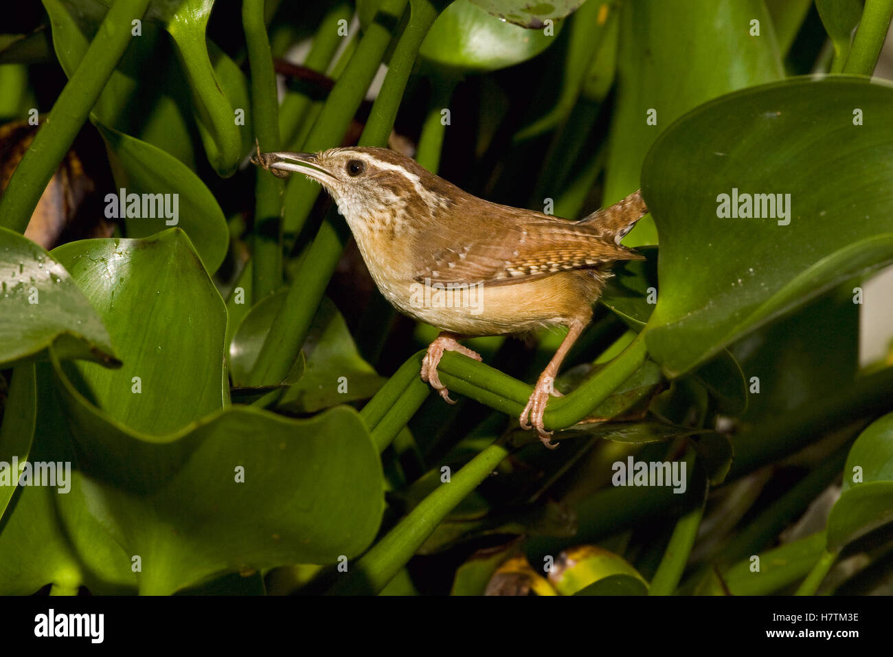 Carolina Wren (Thryothorus ludovicianus) with insect prey, Rio Grande ...