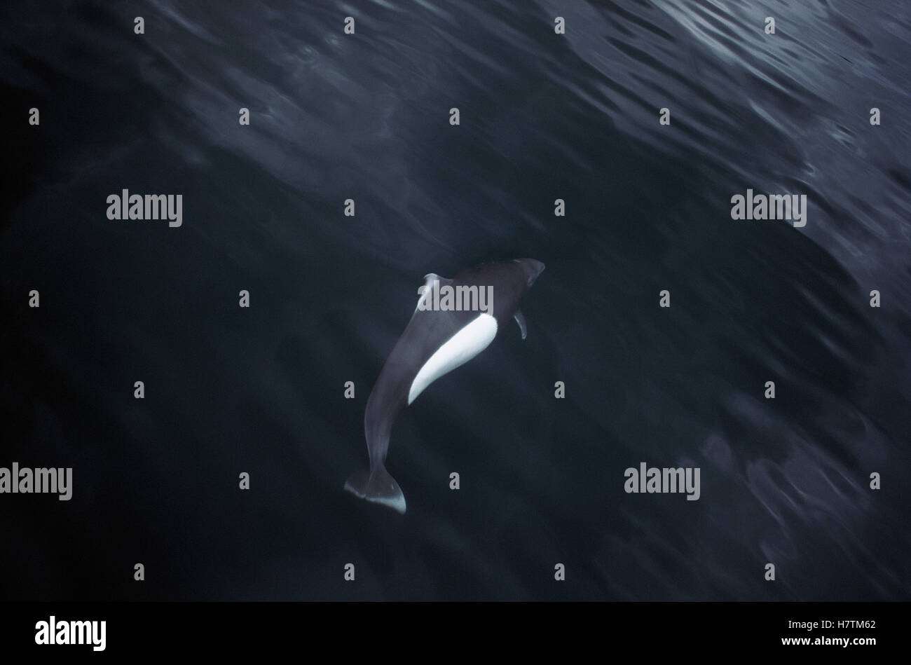 Dall's Porpoise (Phocoenoides dalli) swimming underwater, Chatham ...
