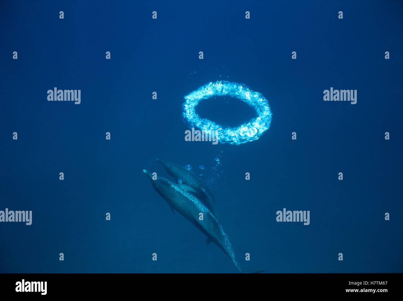 Atlantic Spotted Dolphin (Stenella frontalis) pair underwater making a ...