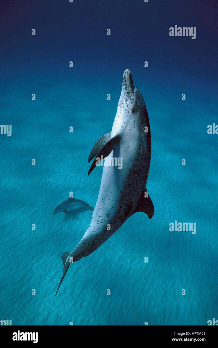 Atlantic Spotted Dolphin (Stenella frontalis) pair swimming underwater ...