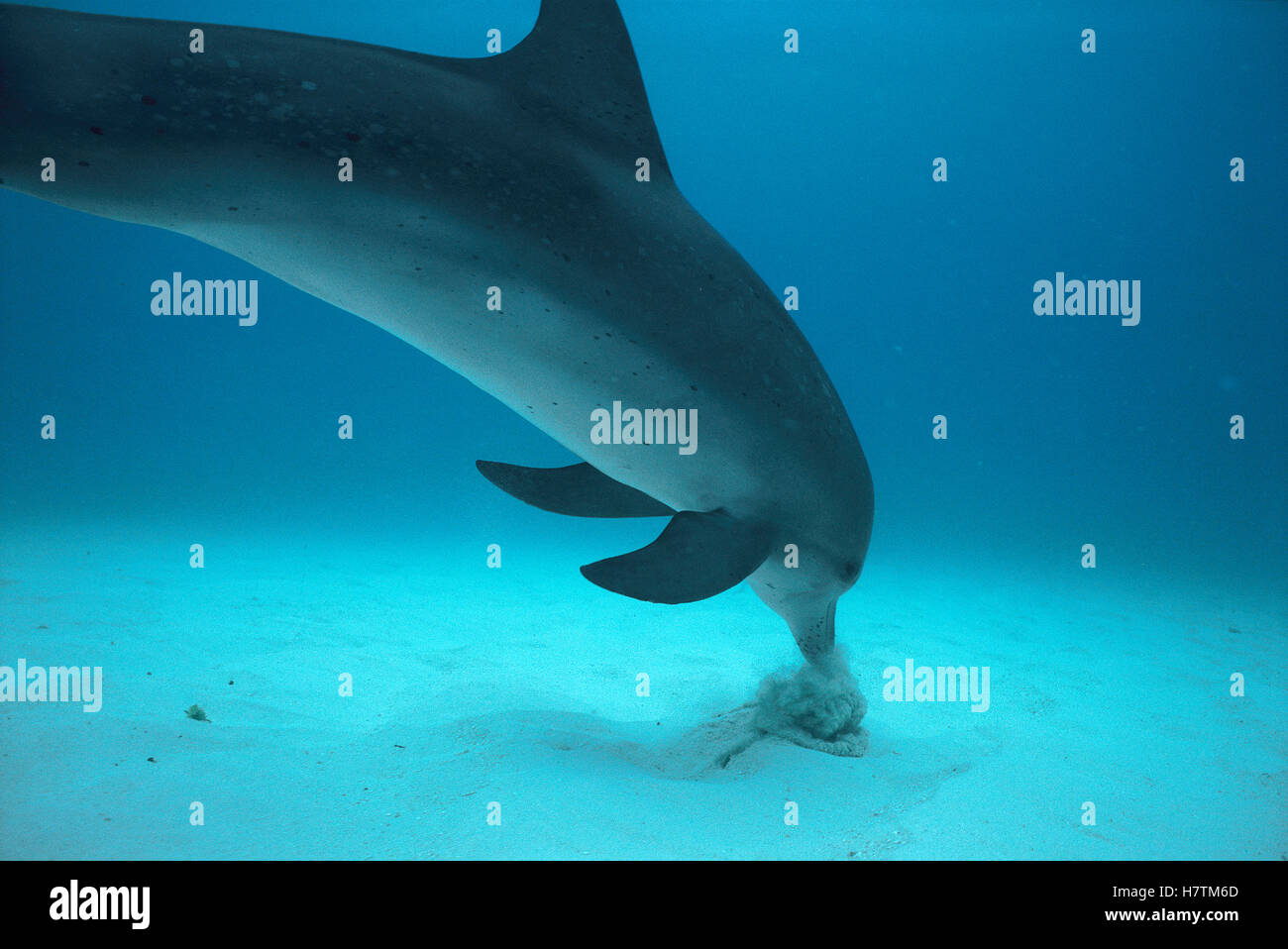 Atlantic Spotted Dolphin (Stenella frontalis) foraging for hidden fish ...